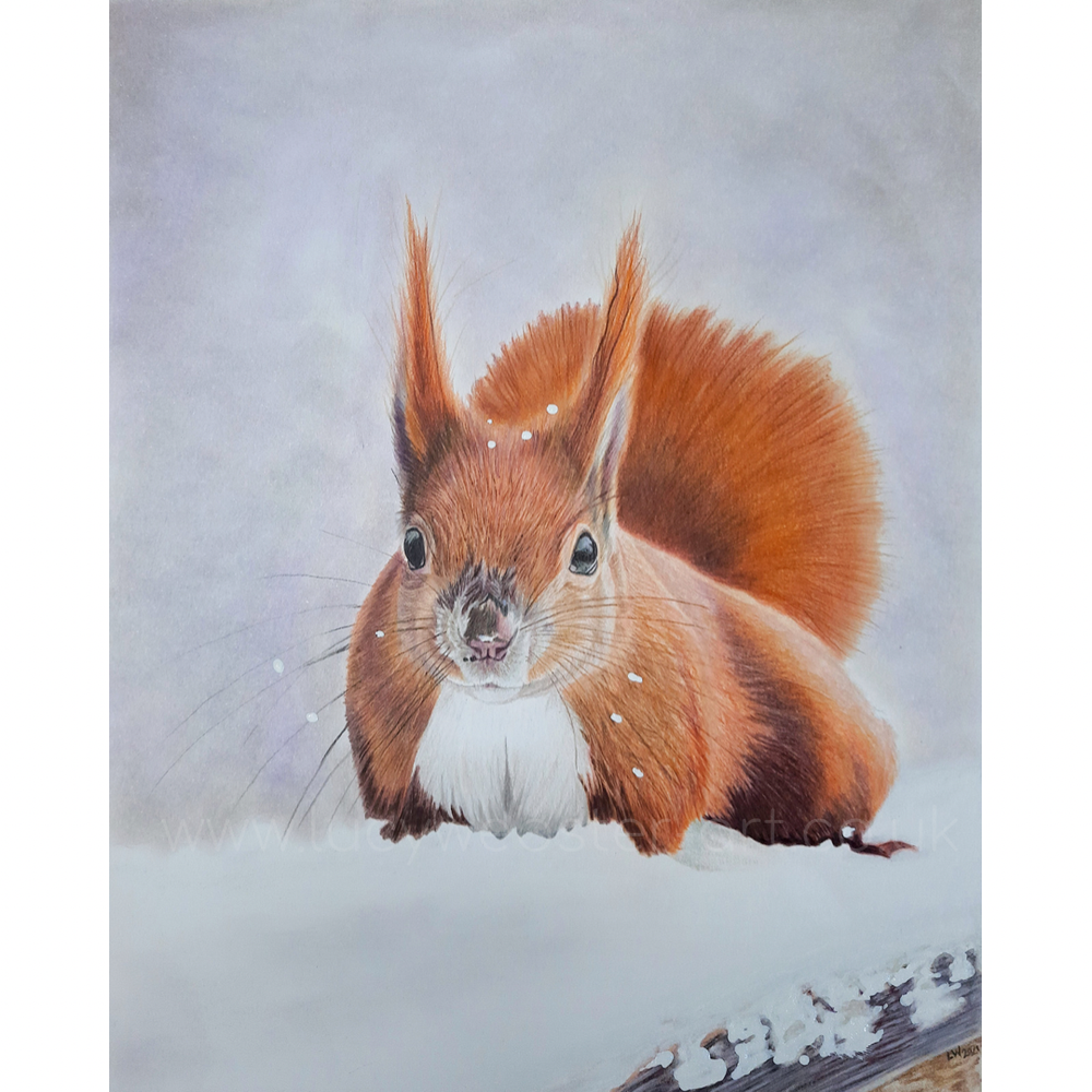 Wildlife Portfolio — Lucy Webster Fine Art