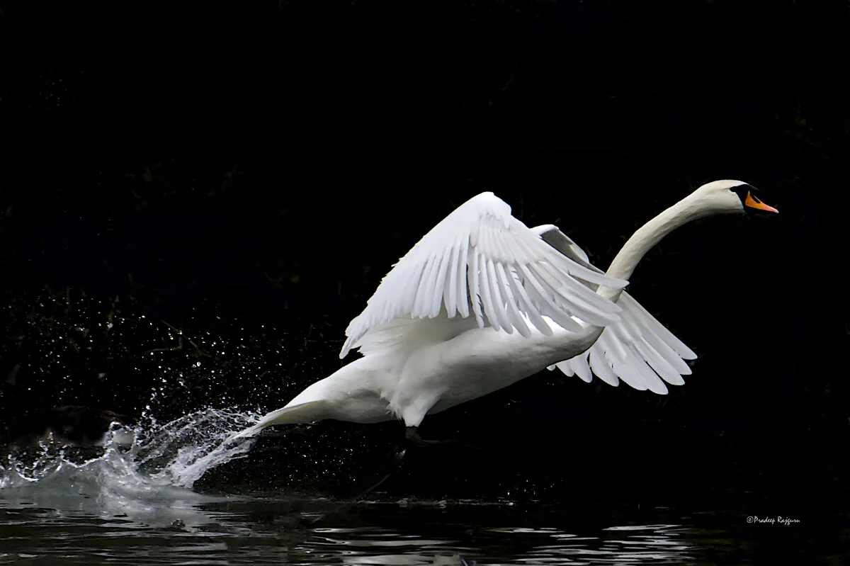 nature — Pradeep Rajguru