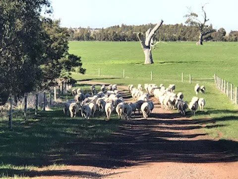 Smart Paddock Home Page