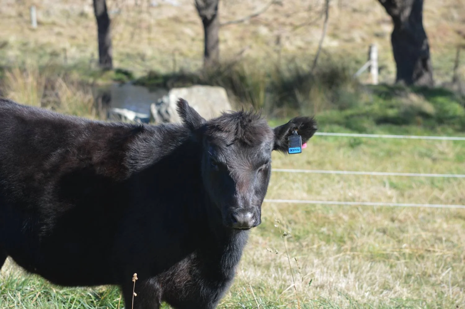 Bluebell GPS Ear Tags for Cattle and Sheep — Smart Paddock Home Page