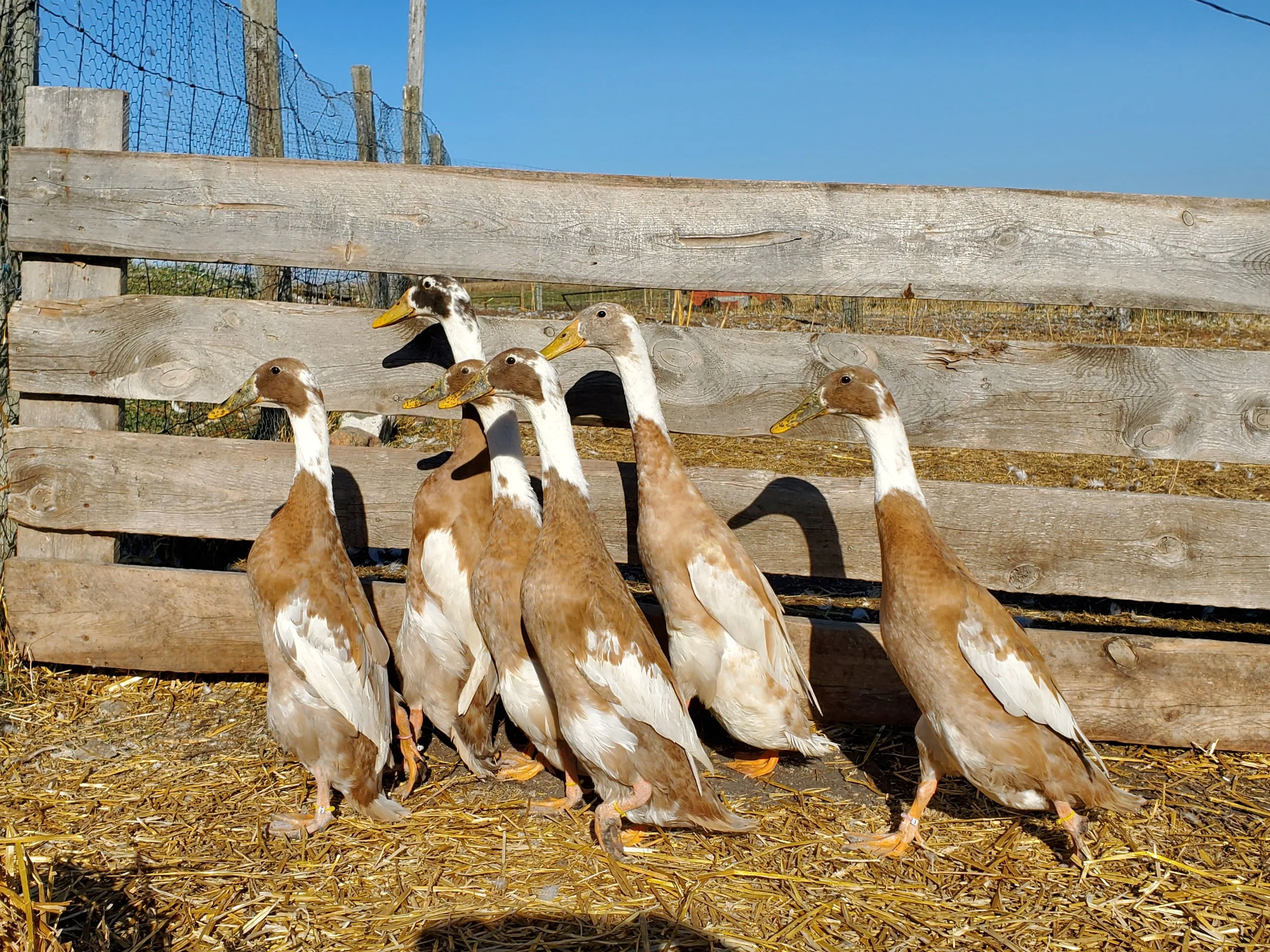 Dusky Feathers Waterfowl - Pied (fawn & white) Indian Runner Duck