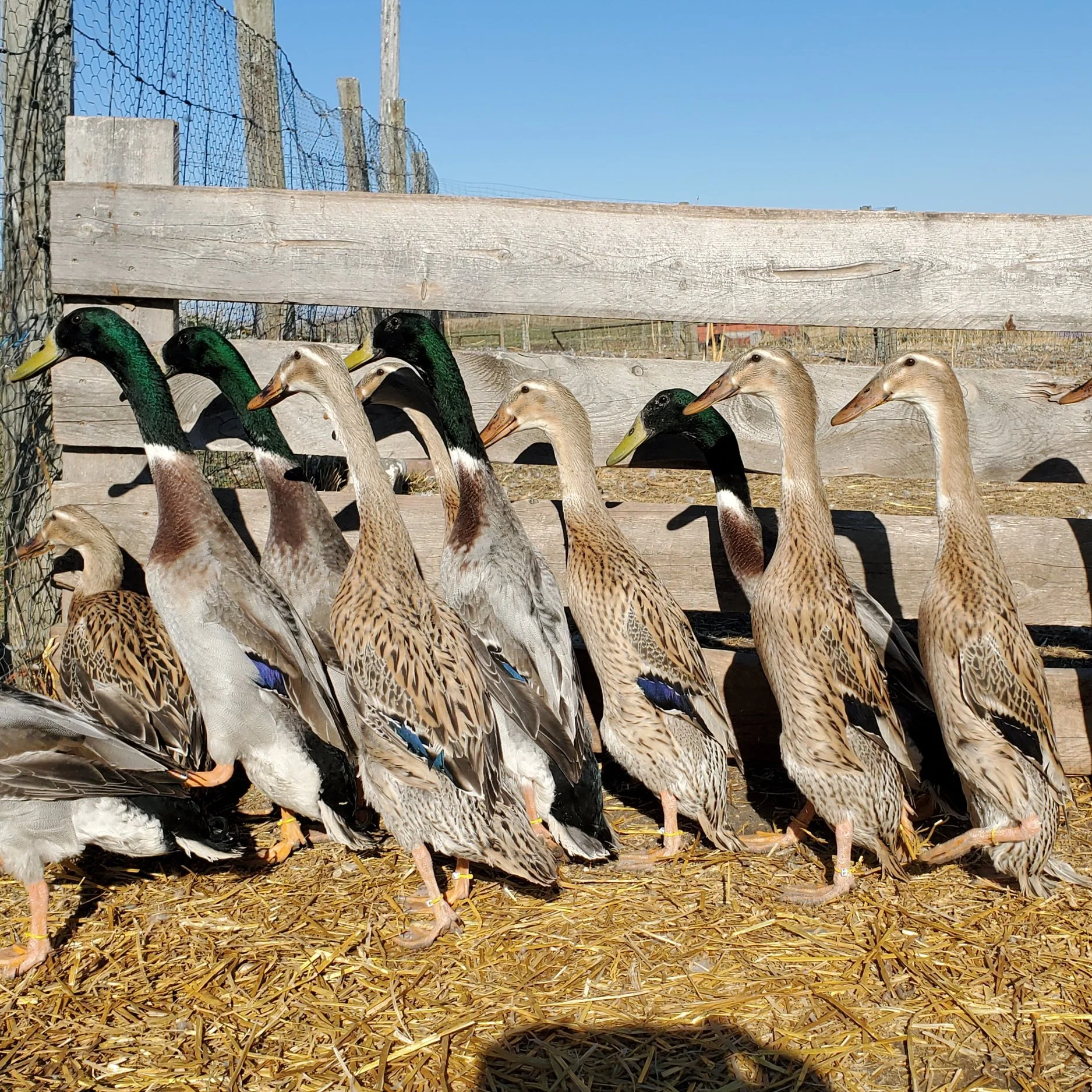 Dusky Feathers Waterfowl - The Mallard Pattern
