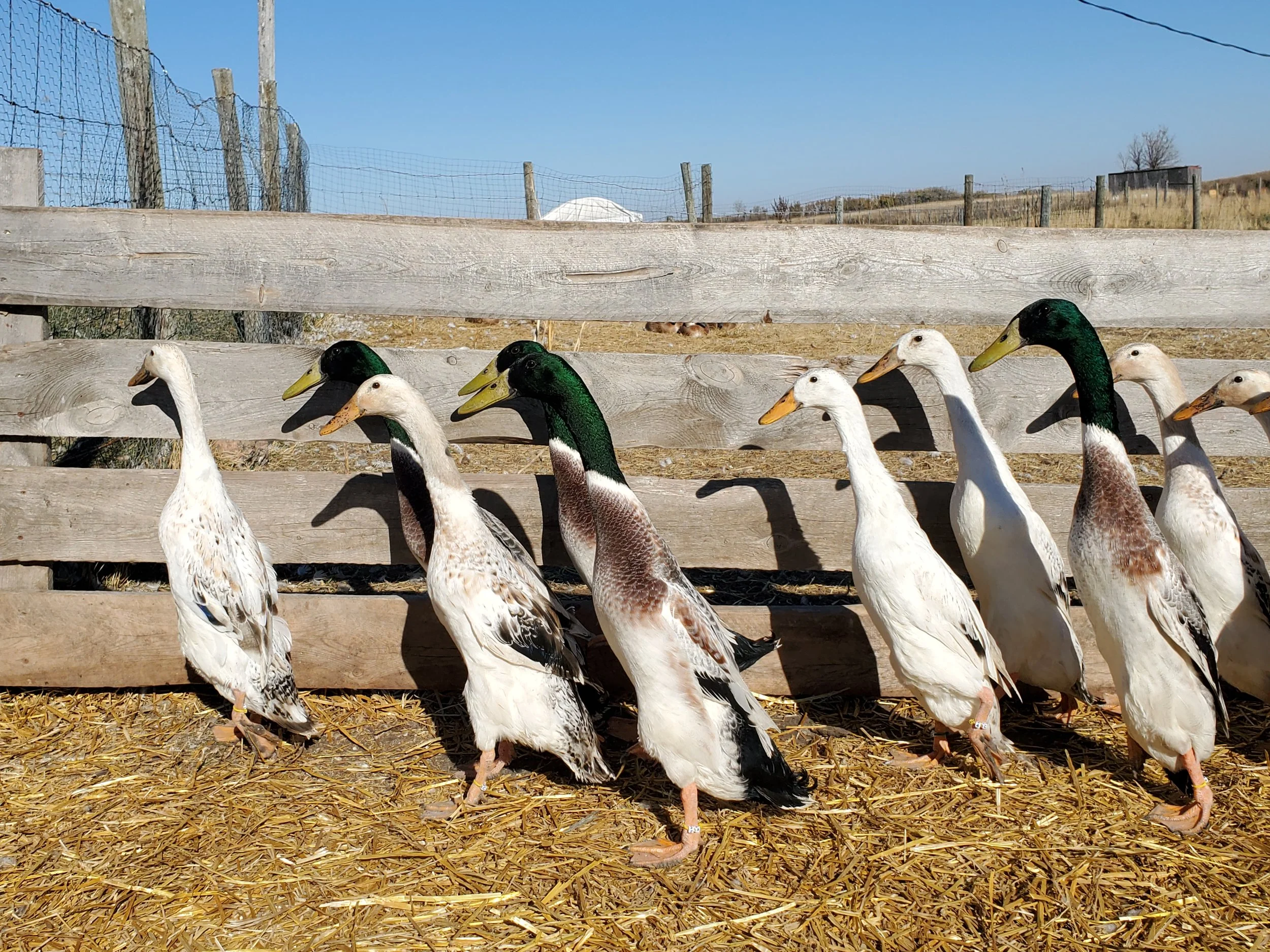 Dusky Feathers Waterfowl - Snowy Indian Runner Ducks