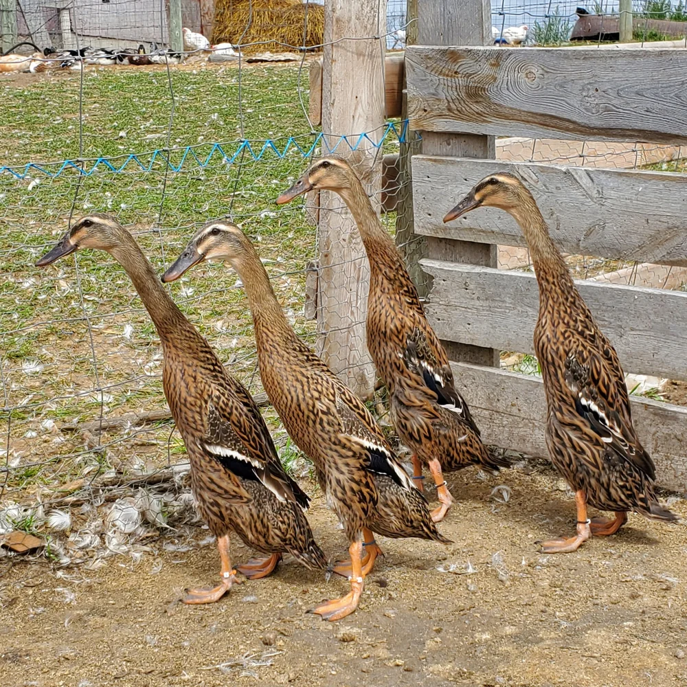 Dusky Feathers Waterfowl - The Mallard Pattern