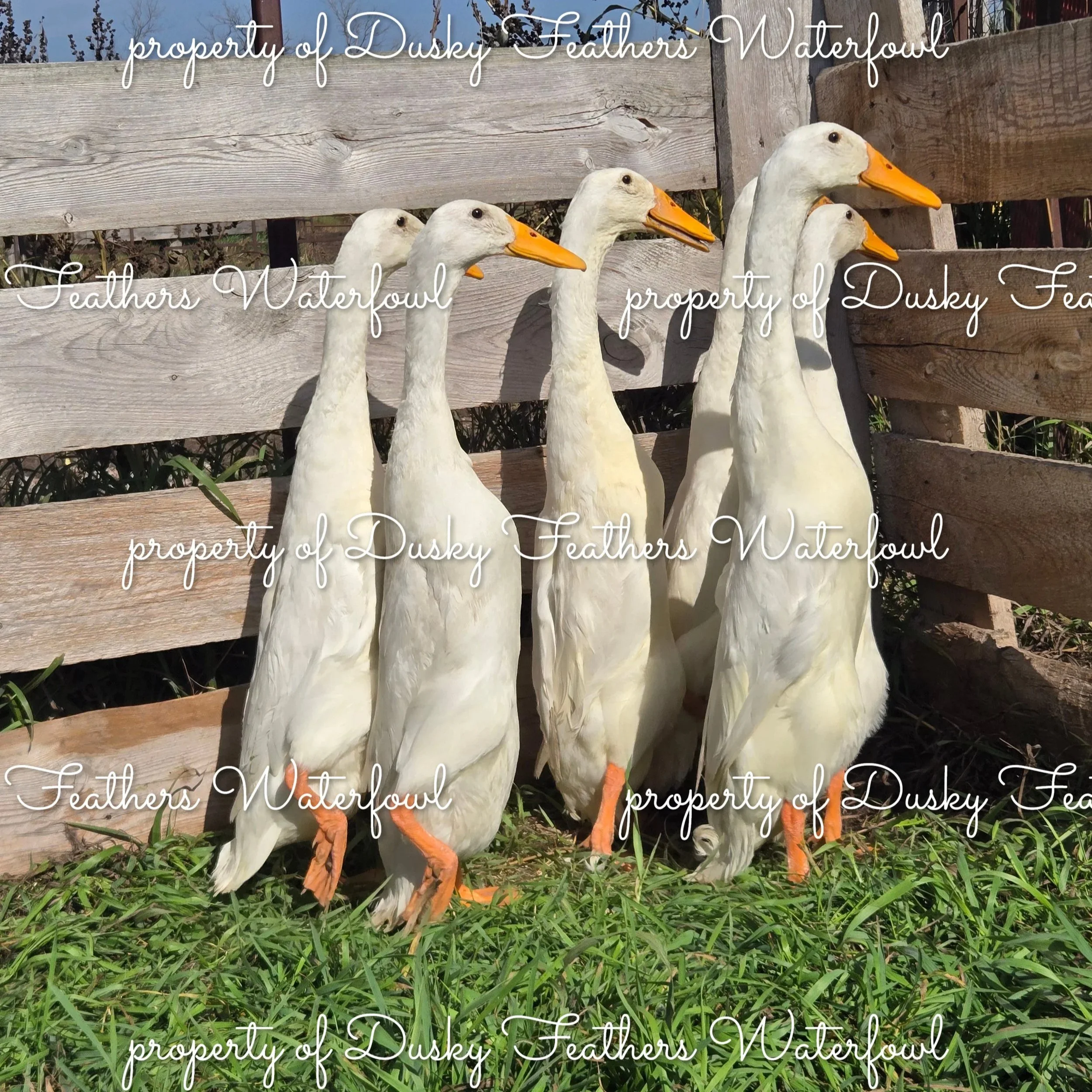 Dusky Feathers Waterfowl - White Indian Runner Ducks