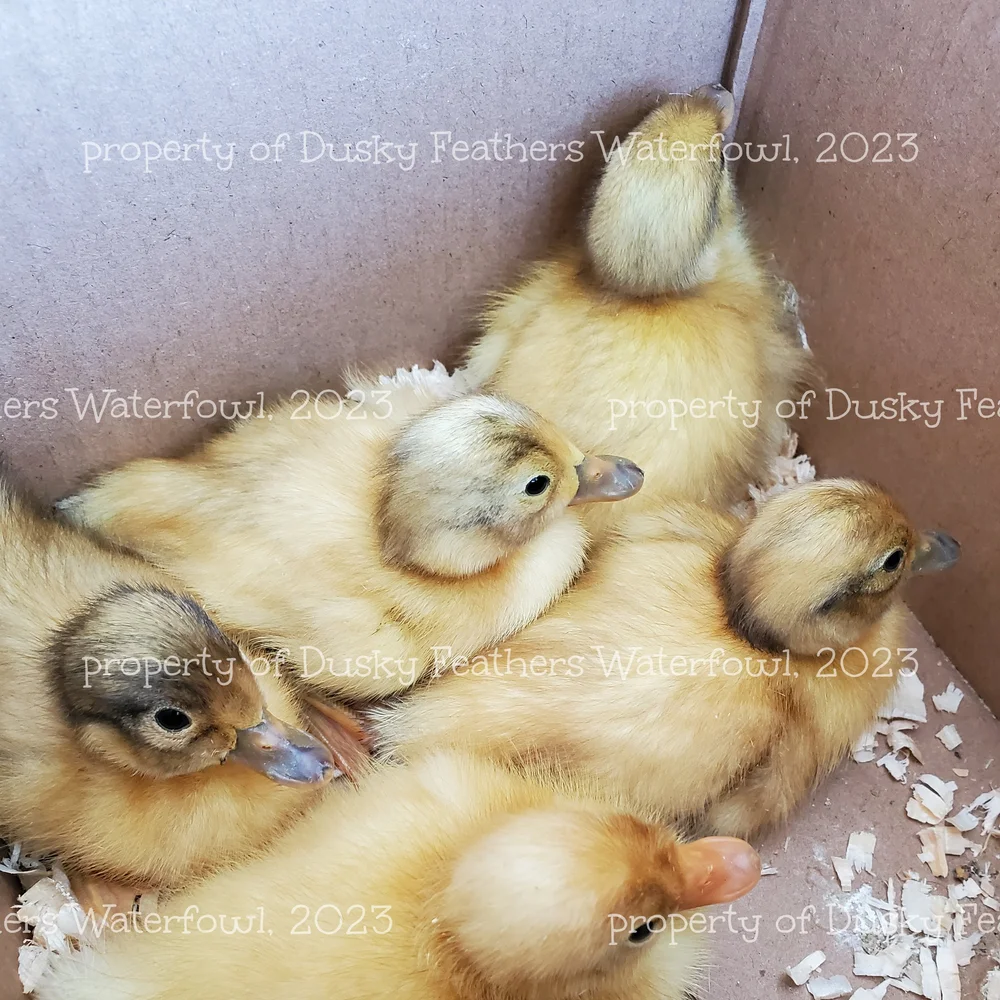 Dusky Feathers Waterfowl - Snowy (Harlequin) Indian Runner Ducks