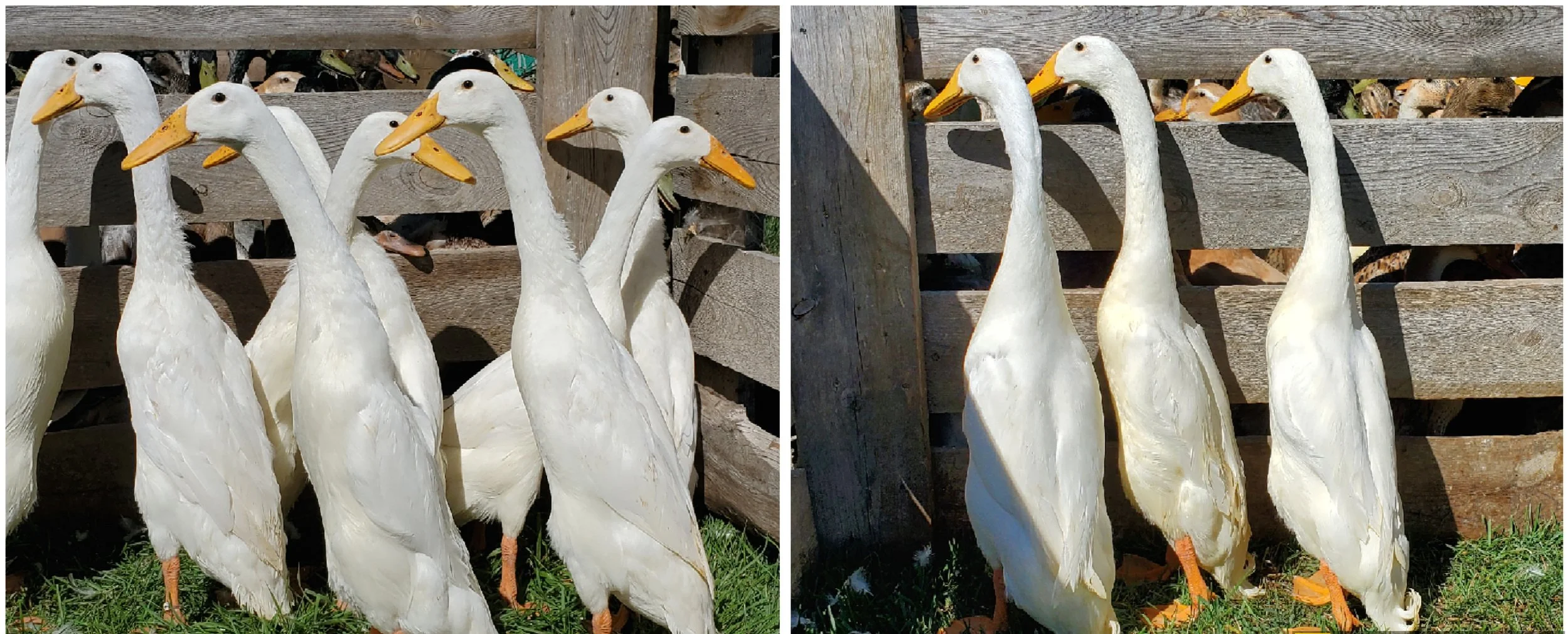 Dusky Feathers Waterfowl - White Indian Runner Ducks