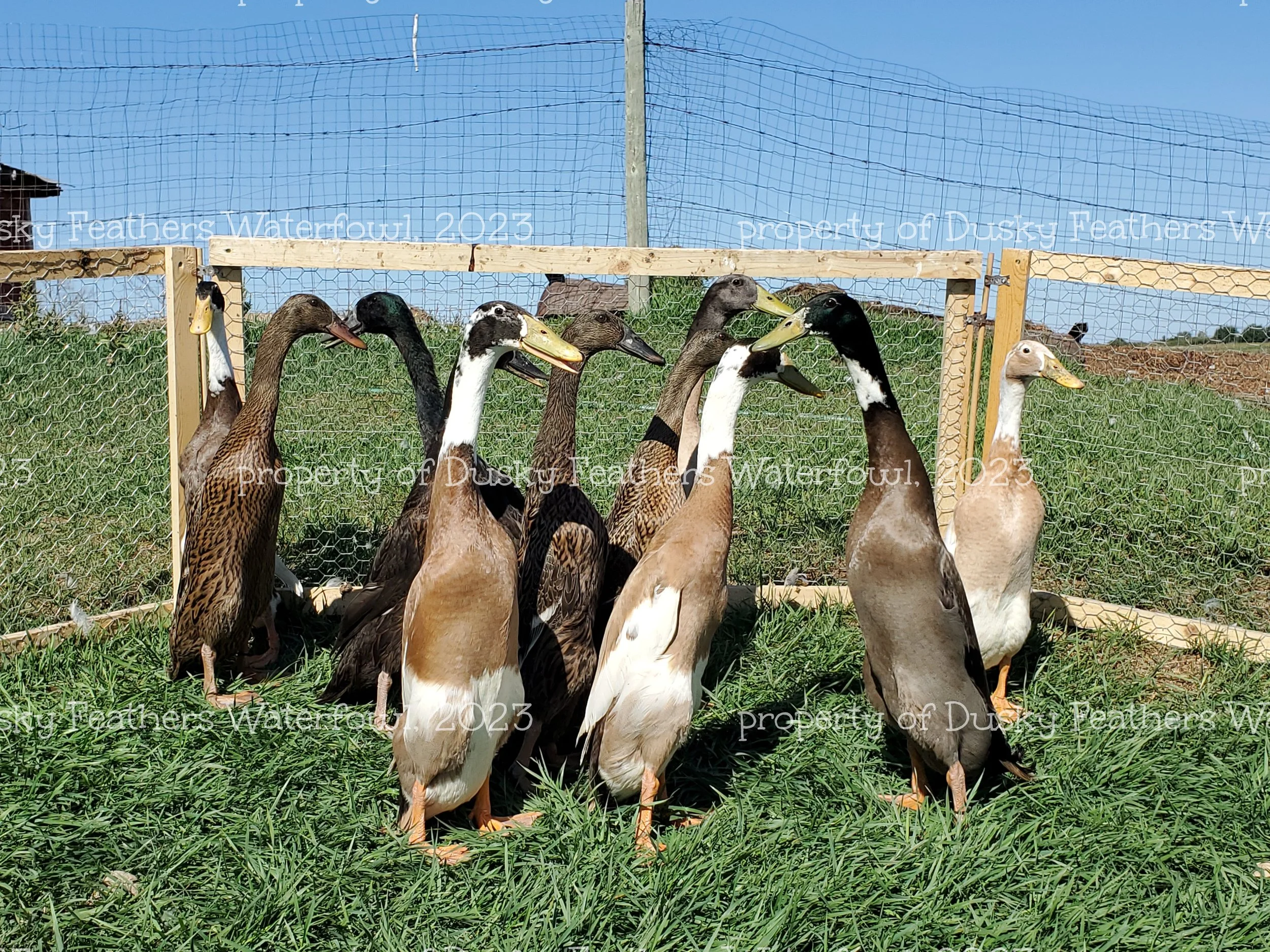 Dusky Feathers Waterfowl - Pied (fawn & white) Indian Runner Duck