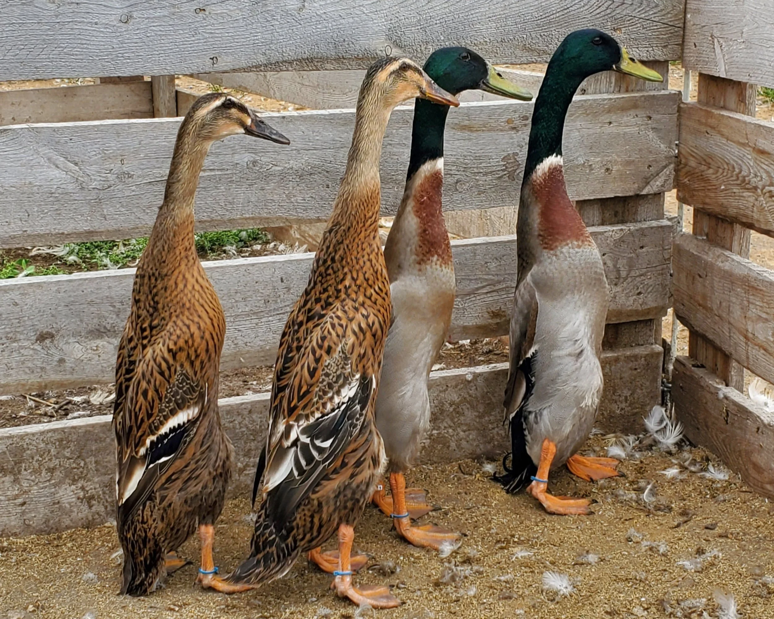 Dusky Feathers Waterfowl - The Mallard Pattern