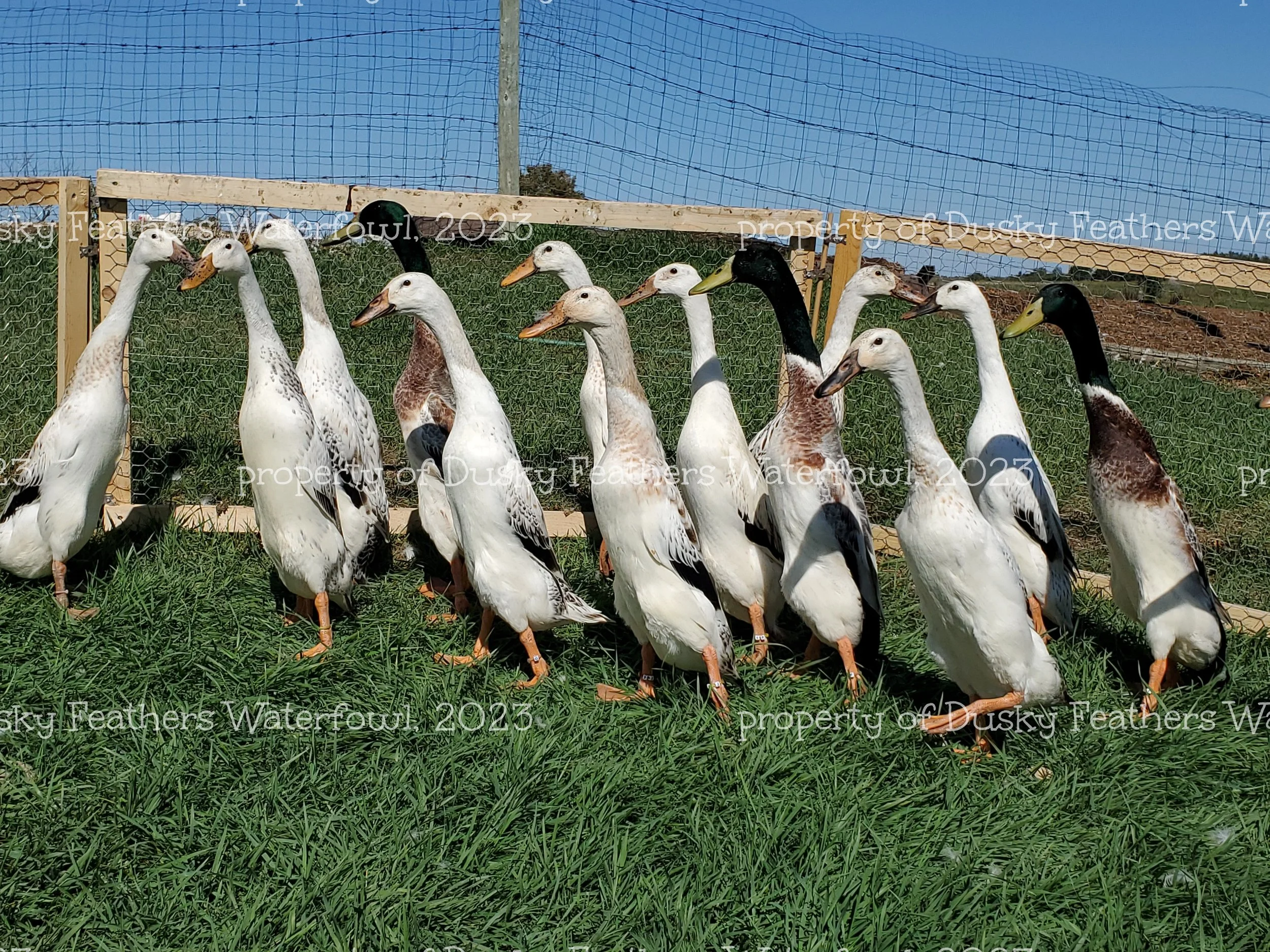 Dusky Feathers Waterfowl - Snowy (Harlequin) Indian Runner Ducks