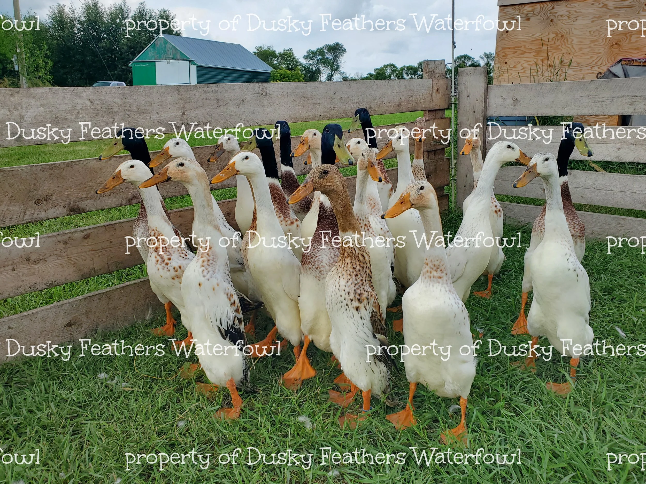 Dusky Feathers Waterfowl - Snowy (Harlequin) Indian Runner Ducks