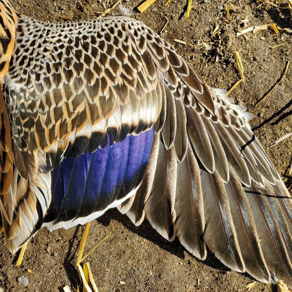 Dusky Feathers Waterfowl - The Mallard Pattern