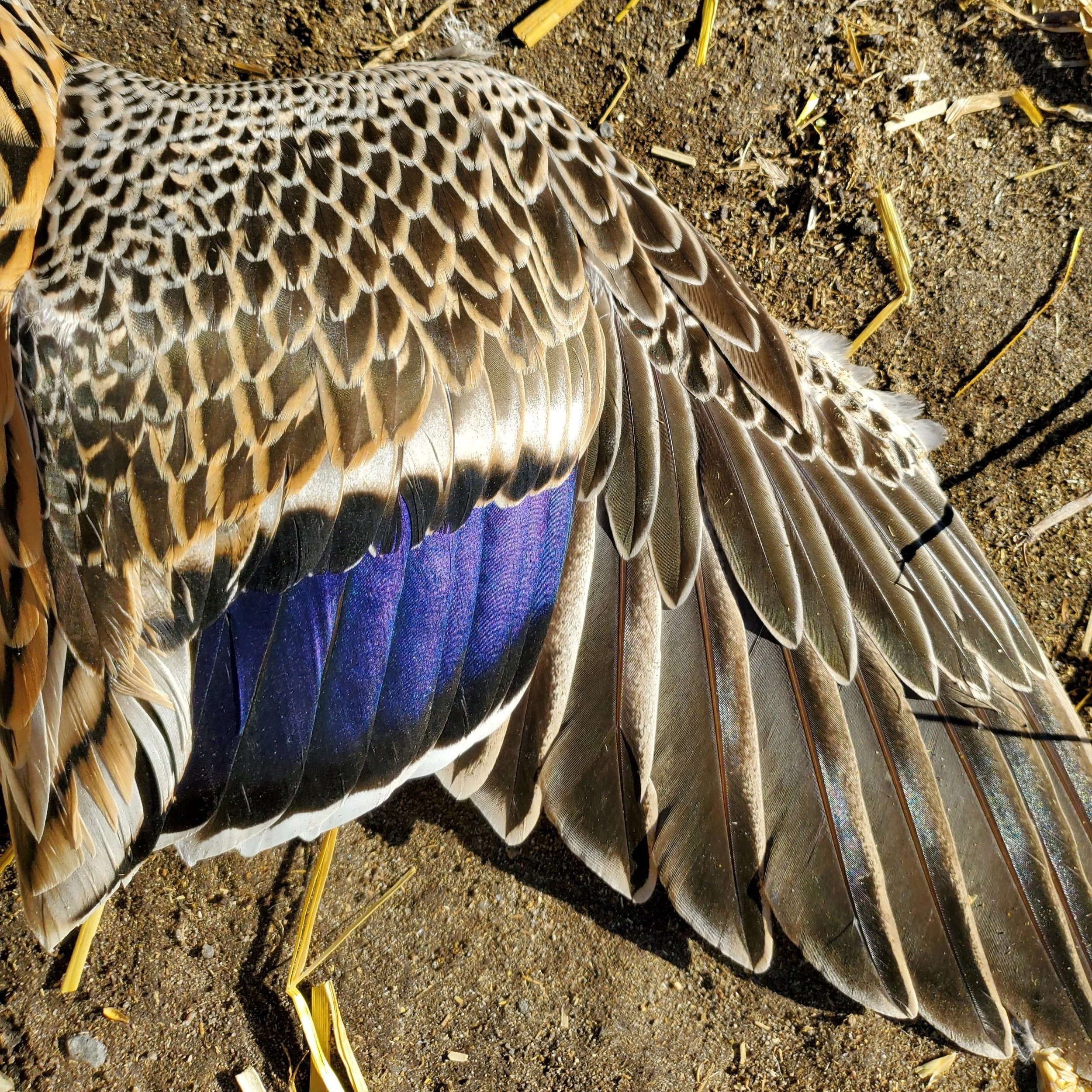 Dusky Feathers Waterfowl - The Mallard Pattern
