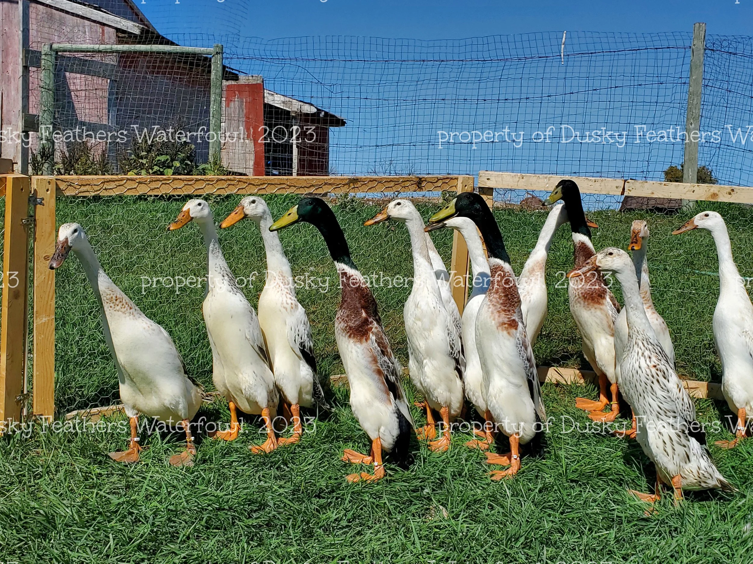 Dusky Feathers Waterfowl - Snowy (Harlequin) Indian Runner Ducks