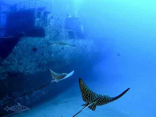 Sea Tiger Wreck Dive | Honolulu, Oahu – Dive Oahu — Dive Oahu