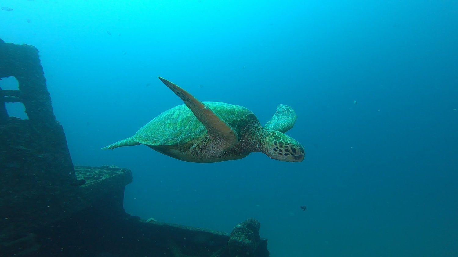 Sea Tiger Wreck Dive – Deep Wreck Near Waikiki — Dive Oahu