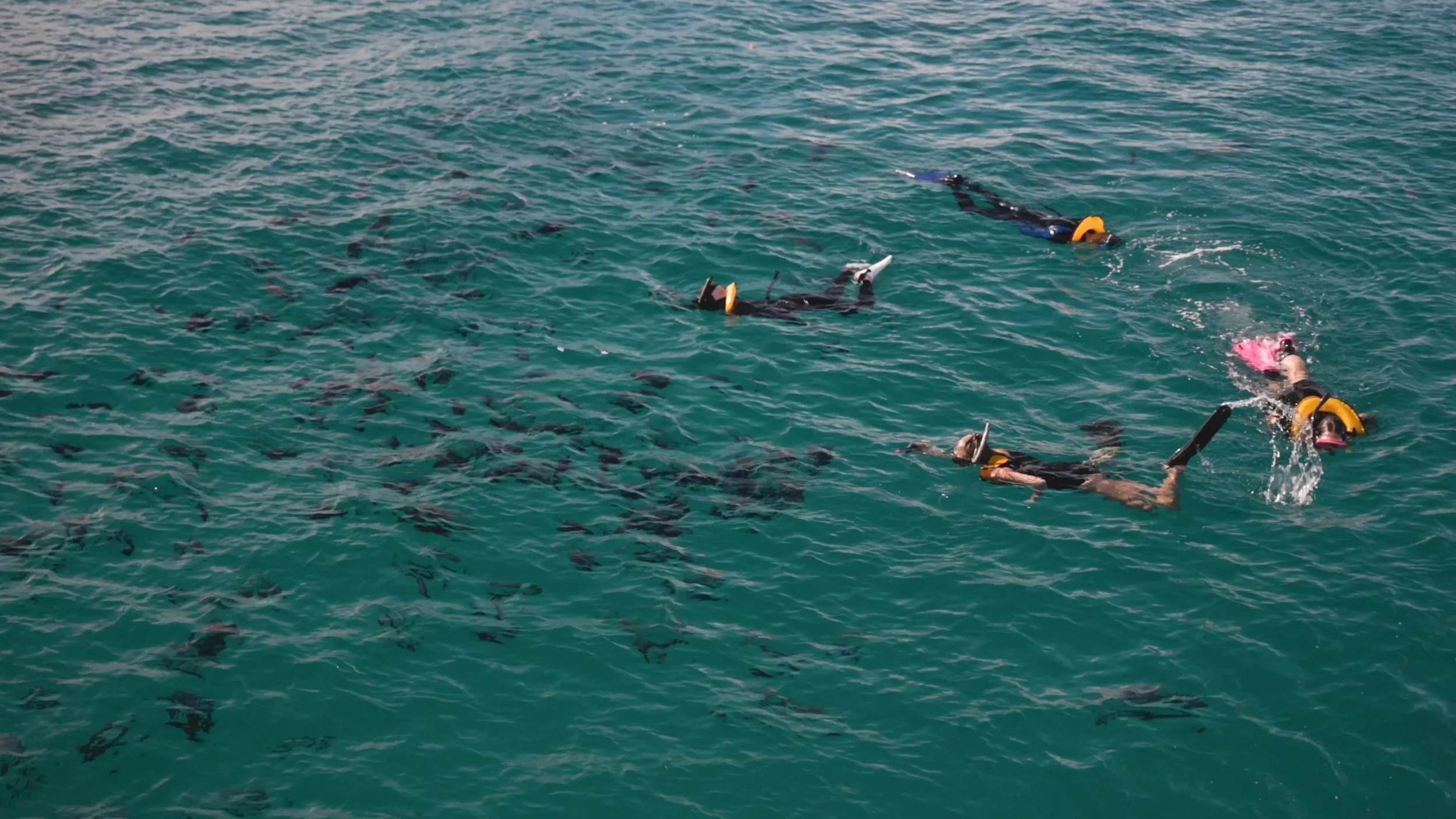 Dive Oahu — #1 Dive Shop on Oahu & Best Dive Boats in the Pacific
