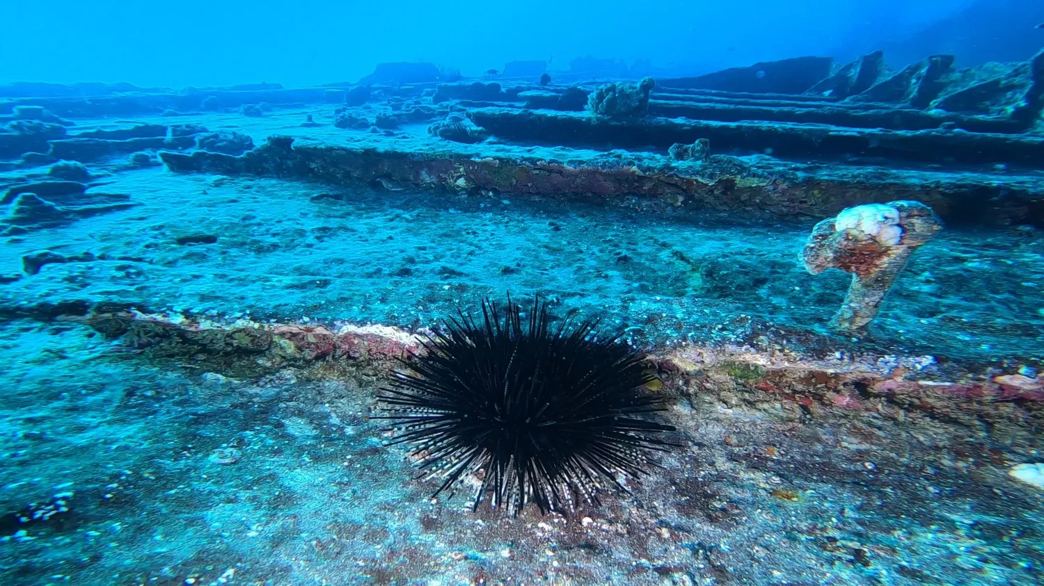 Sea Tiger Wreck Dive – Deep Wreck Near Waikiki — Dive Oahu