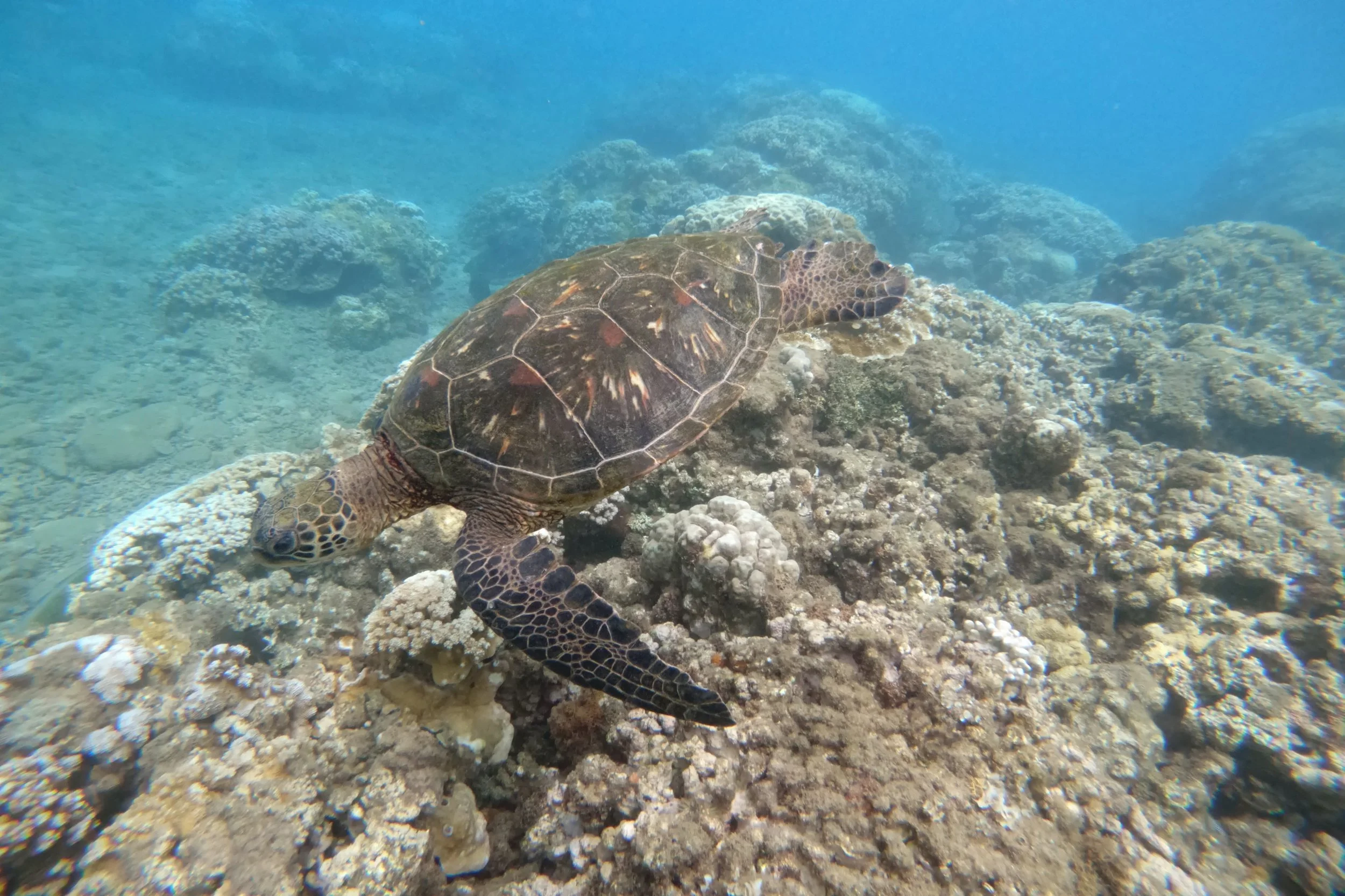 Dive Turtle Canyon — Dive Oahu