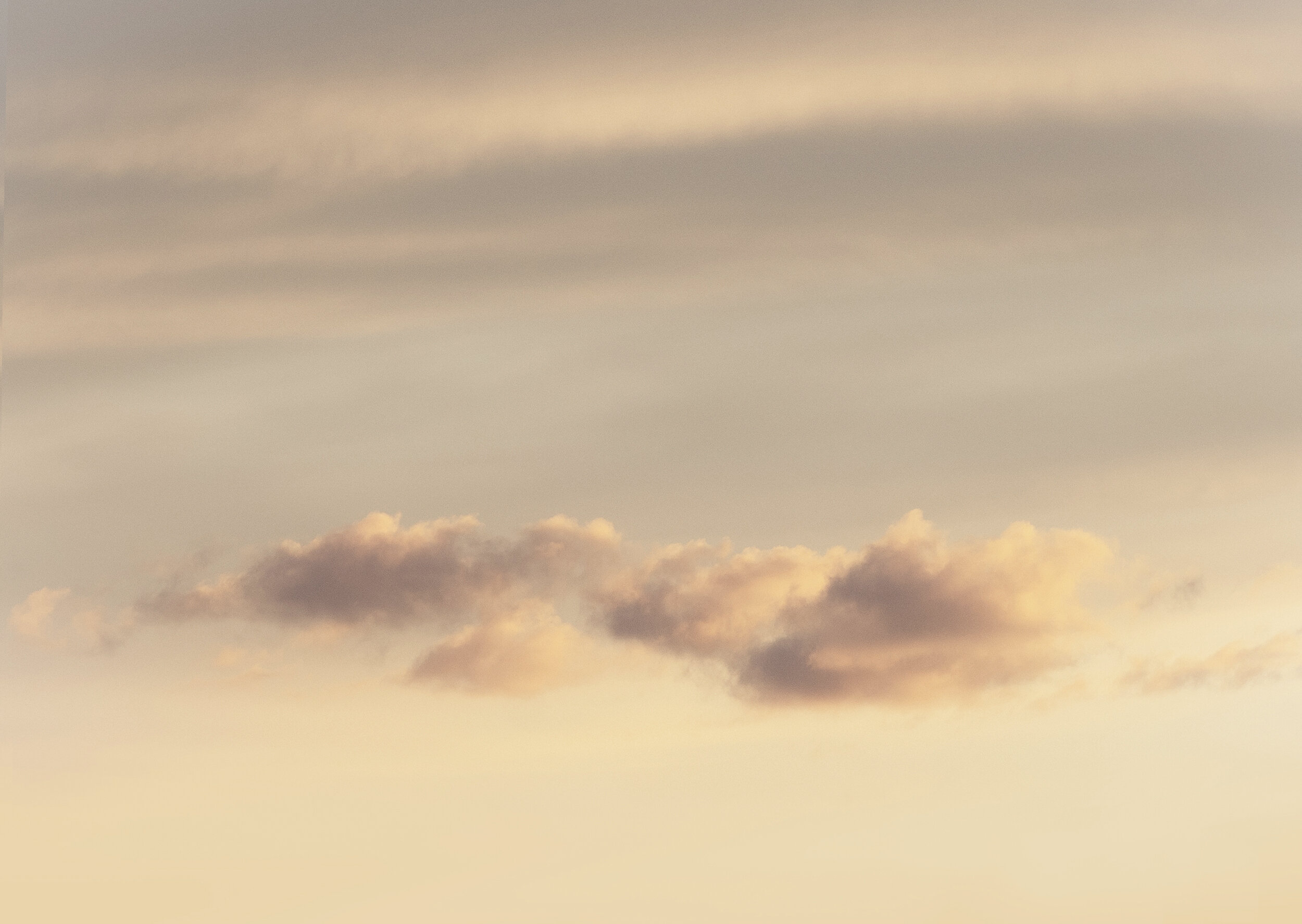 The Gathering Bee Nature Gallery