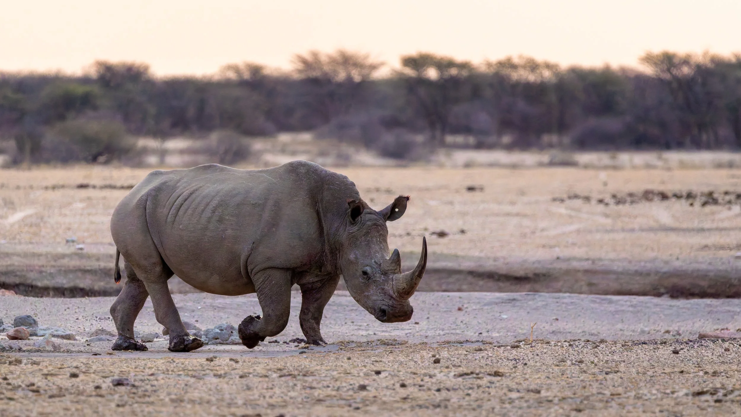 Khama Rhino Sanctuary - a rhino haven — Sumeet Moghe Photography