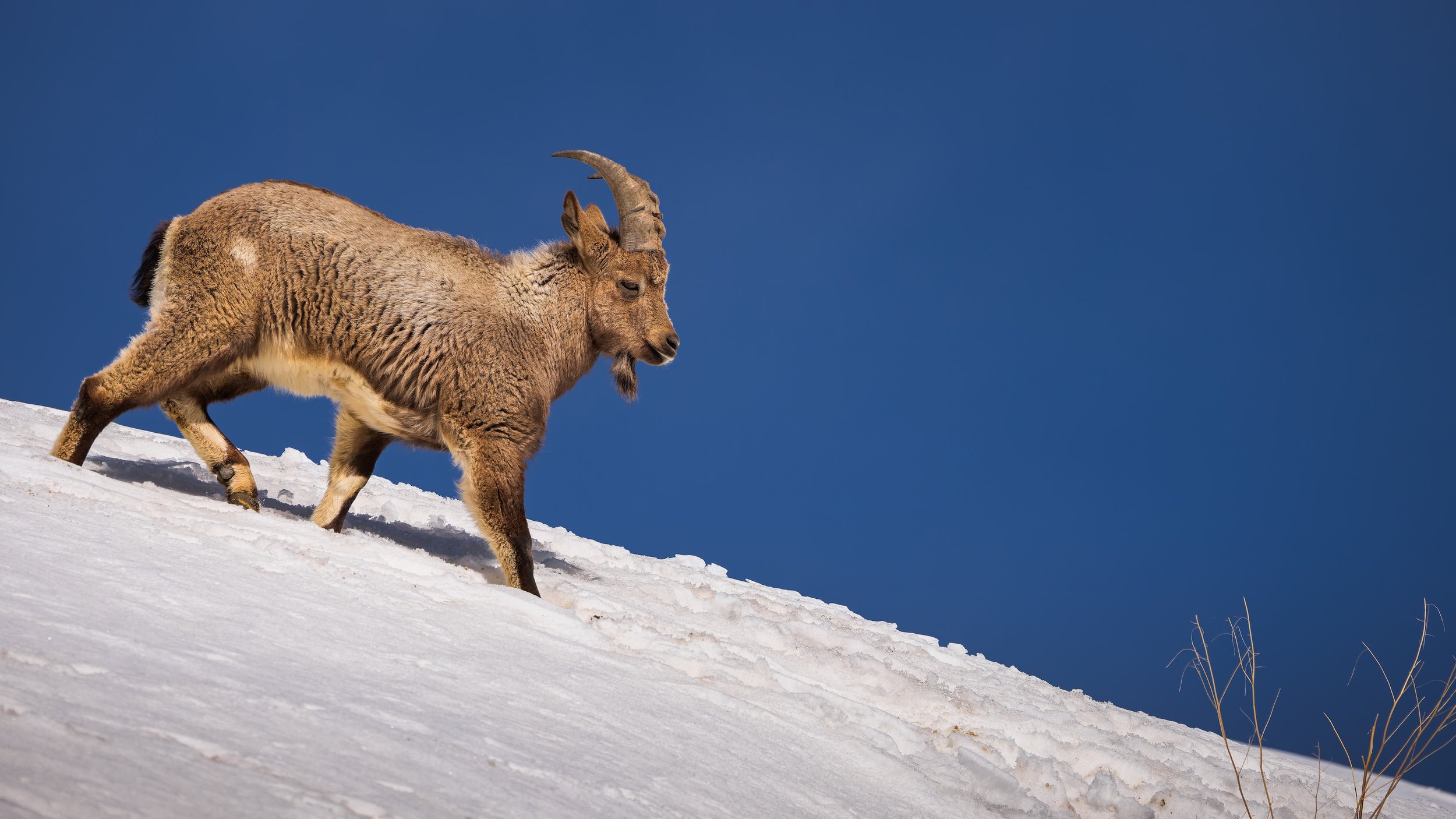 Himalayan Highlands — Sumeet Moghe Photography