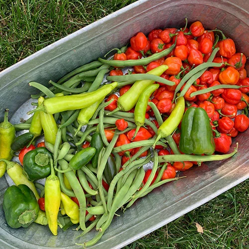 Our Farm — HF Crave