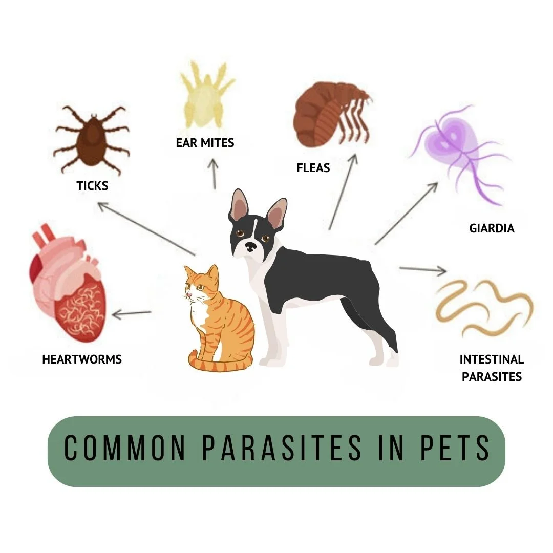 Parasite Prevention and Treatment for Pets | Stonebrook Family Pet Clinic