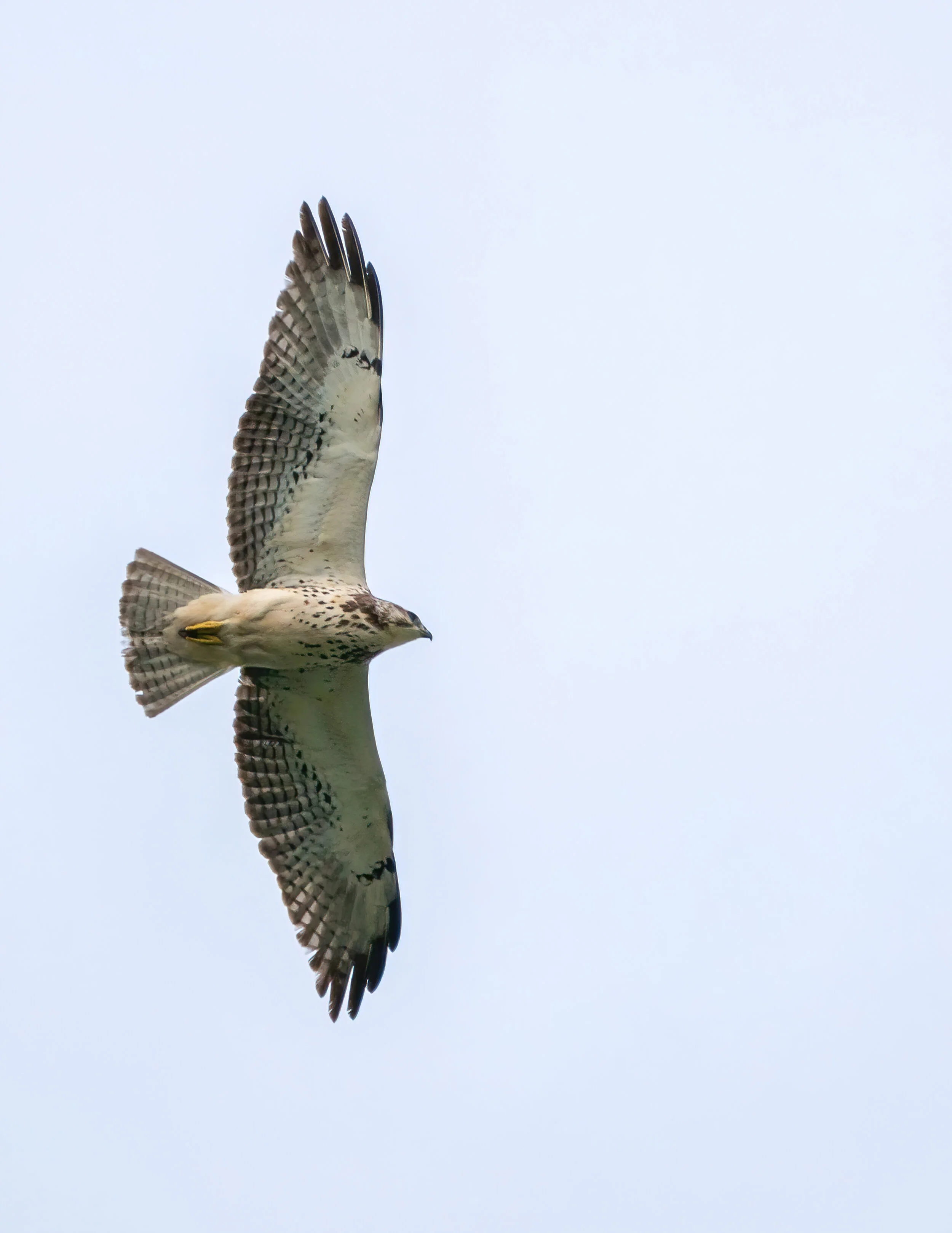 Swainson’s Hawk : And What is Good? — The Avian Rebbe