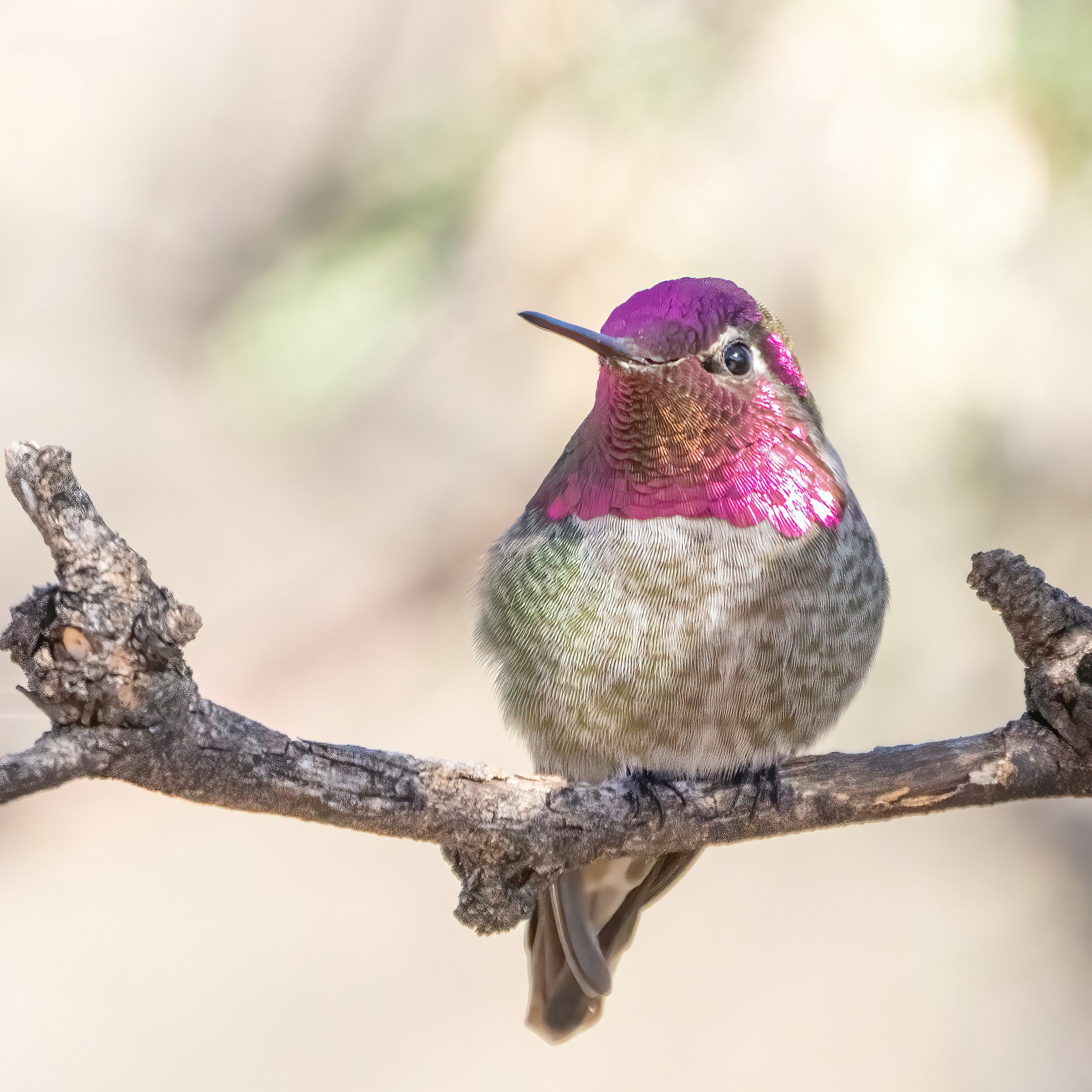 Anna’s Hummingbird : The Large in the Small — The Avian Rebbe