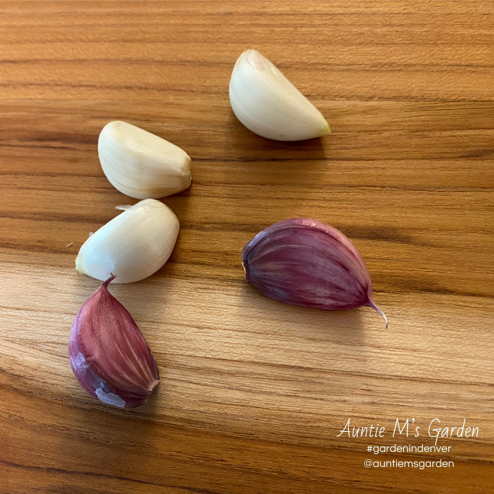 Eat what you grow…Carrot Tops — Auntie M's Garden