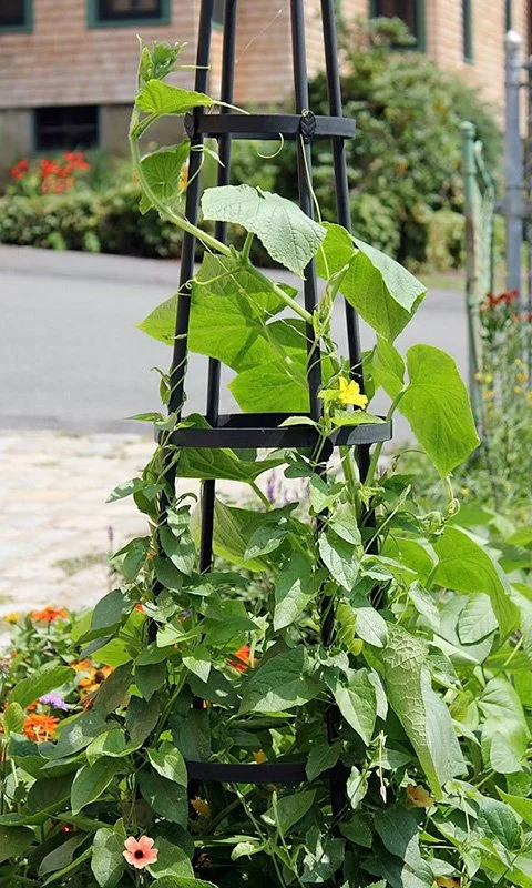 Types of Trellises and Vertical Supports for Denver Gardens — Auntie M ...