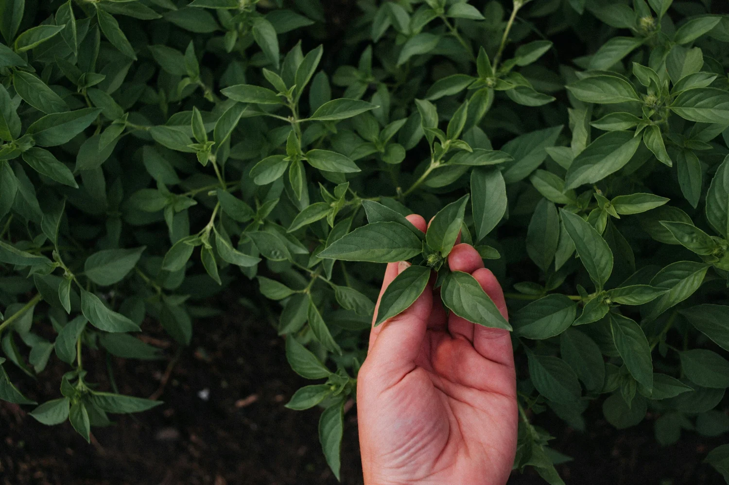 Growing Basil in Your Denver Backyard Garden — Auntie M's Garden