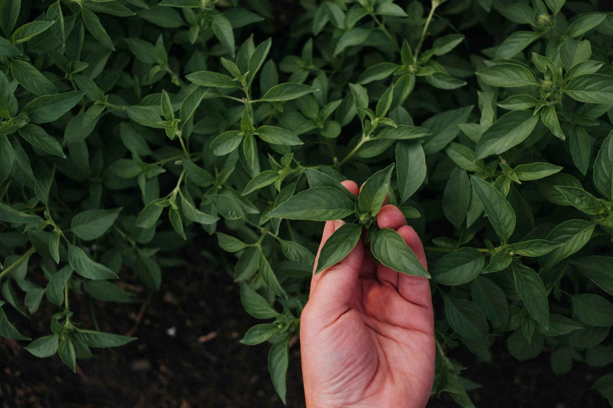 Growing Basil in Your Denver Backyard Garden — Auntie M's Garden