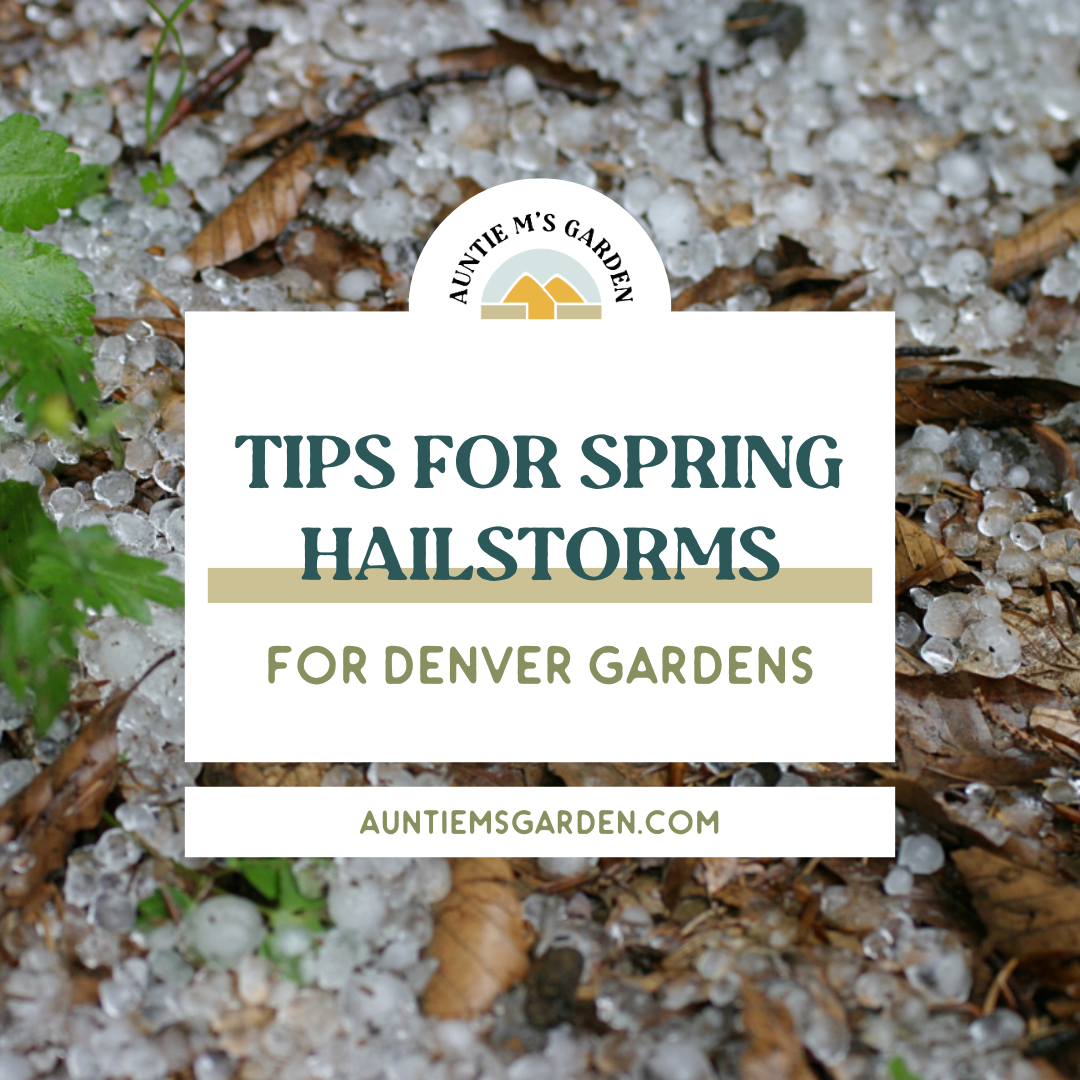 How to Grow Broccoli in Your Denver Backyard Garden — Auntie M's Garden