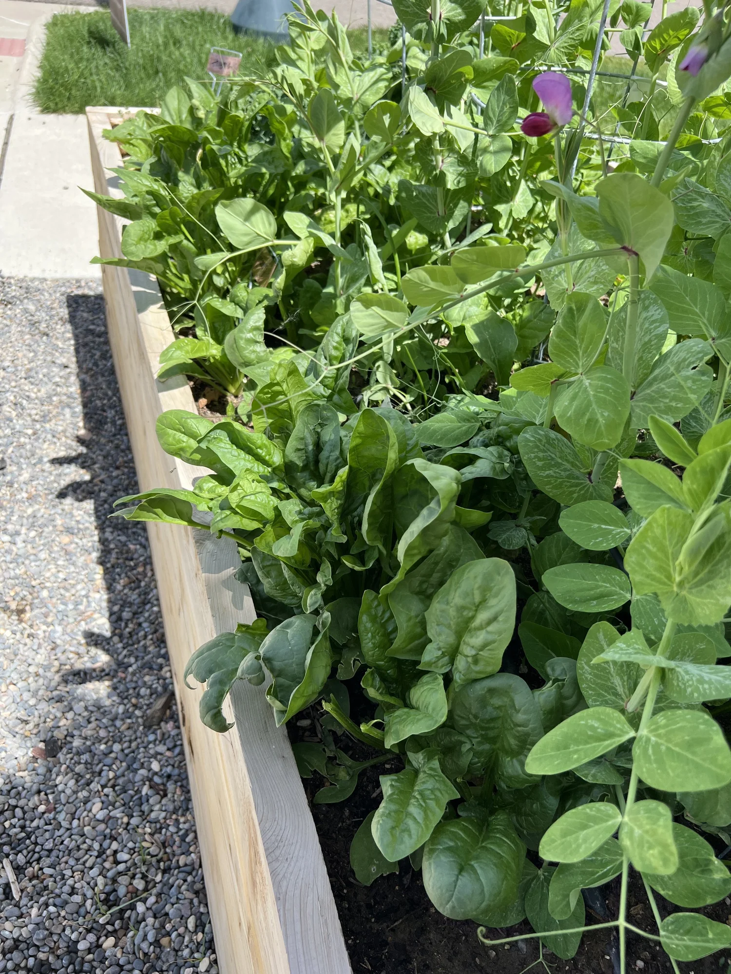 Discover heat-tolerant spinach alternatives for your Denver garden ...