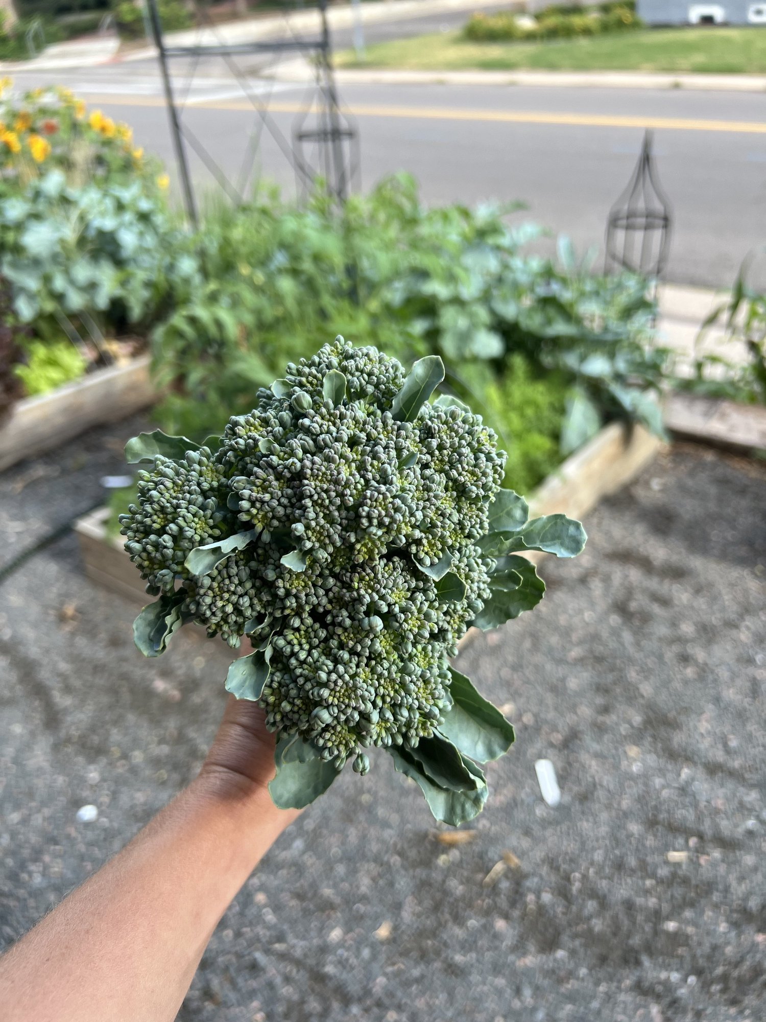 How to Grow Broccoli in Your Denver Backyard Garden — Auntie M's Garden
