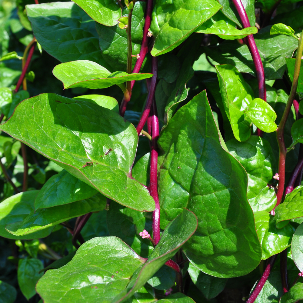 Discover heat-tolerant spinach alternatives for your Denver garden ...