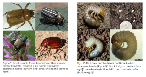 Meet the Bumble Flower Beetle: A Quirky Visitor in Your Denver Garden ...