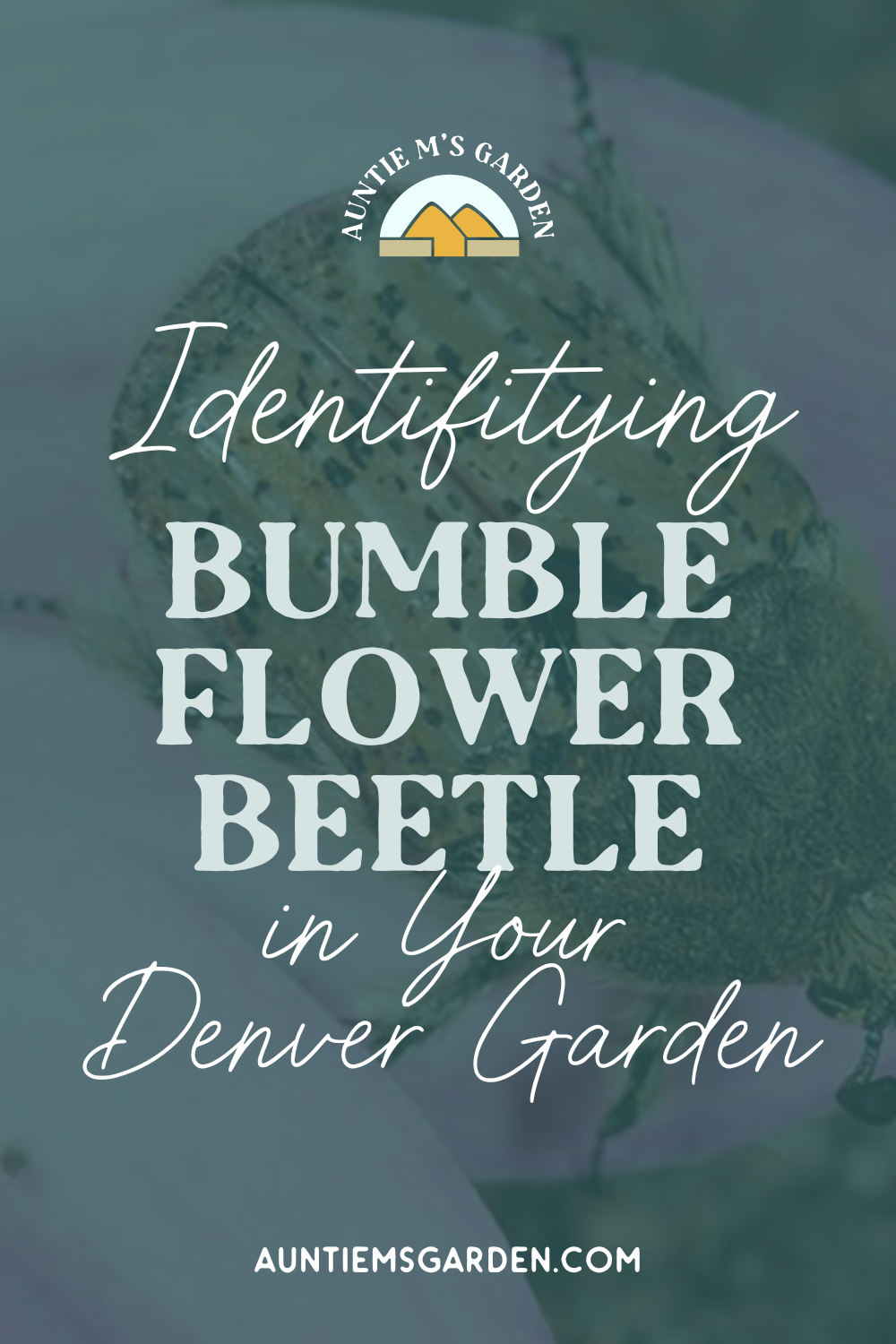 Meet the Bumble Flower Beetle: A Quirky Visitor in Your Denver Garden ...
