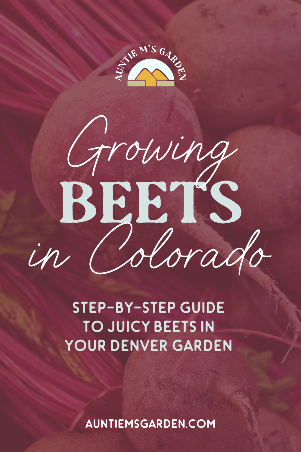Growing Beets in Your Denver Backyard Garden — Auntie M's Garden