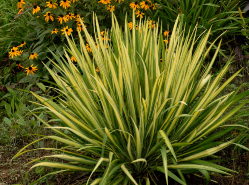 Save Colorado Water in 2025: Practical Tips for Backyard Denver ...
