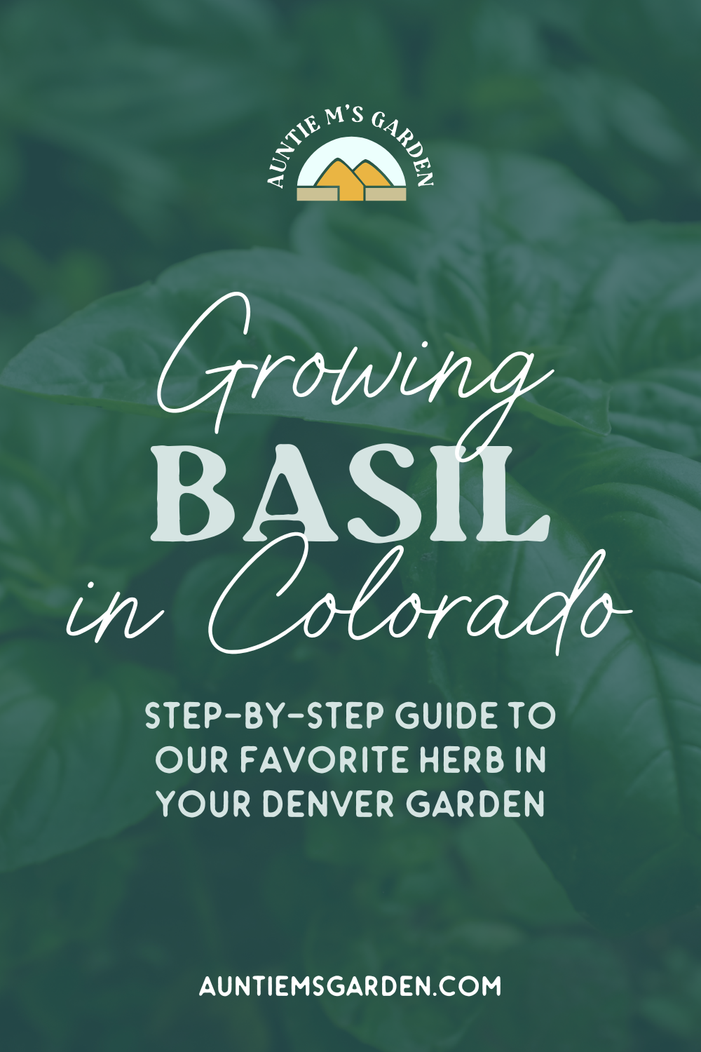 Growing Basil in Your Denver Backyard Garden — Auntie M's Garden