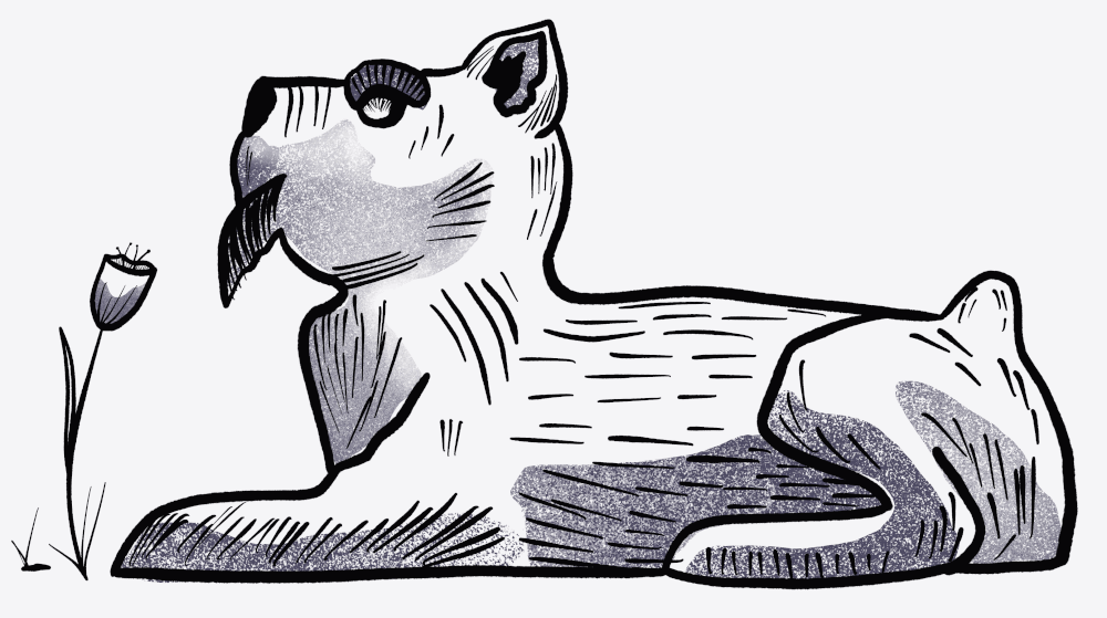 Animations — Elizabeth Cason