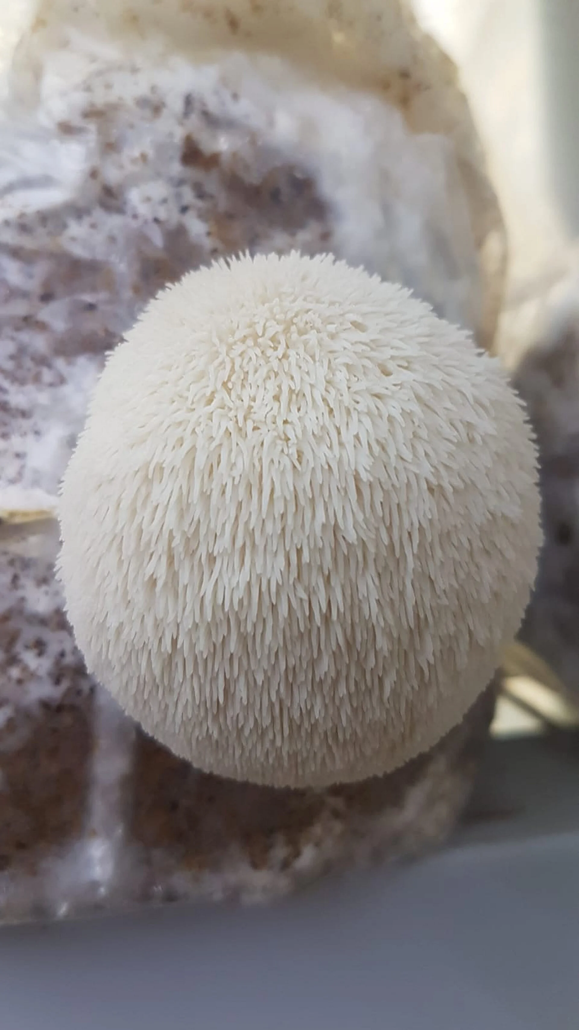 Shop — South Florida Fungi