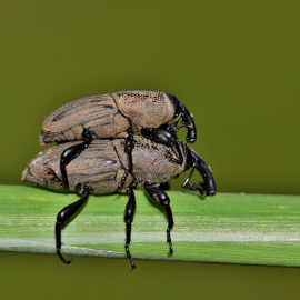 Rolling Green Turf Care