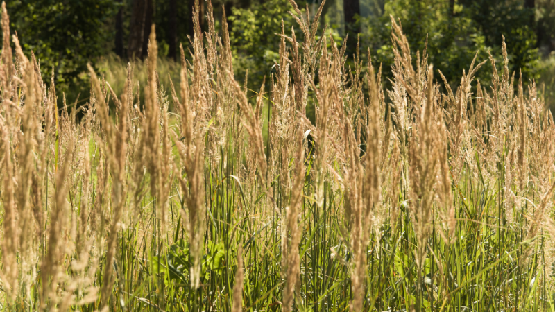 Quack Grass Image