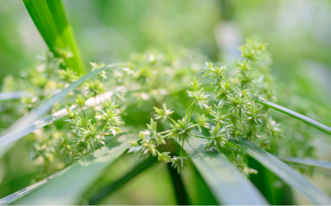 Insect Control Services