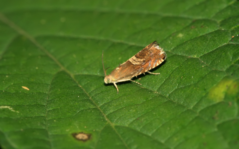 Surface Insect Control