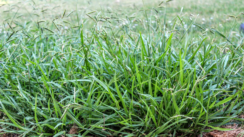 Quack Grass Image